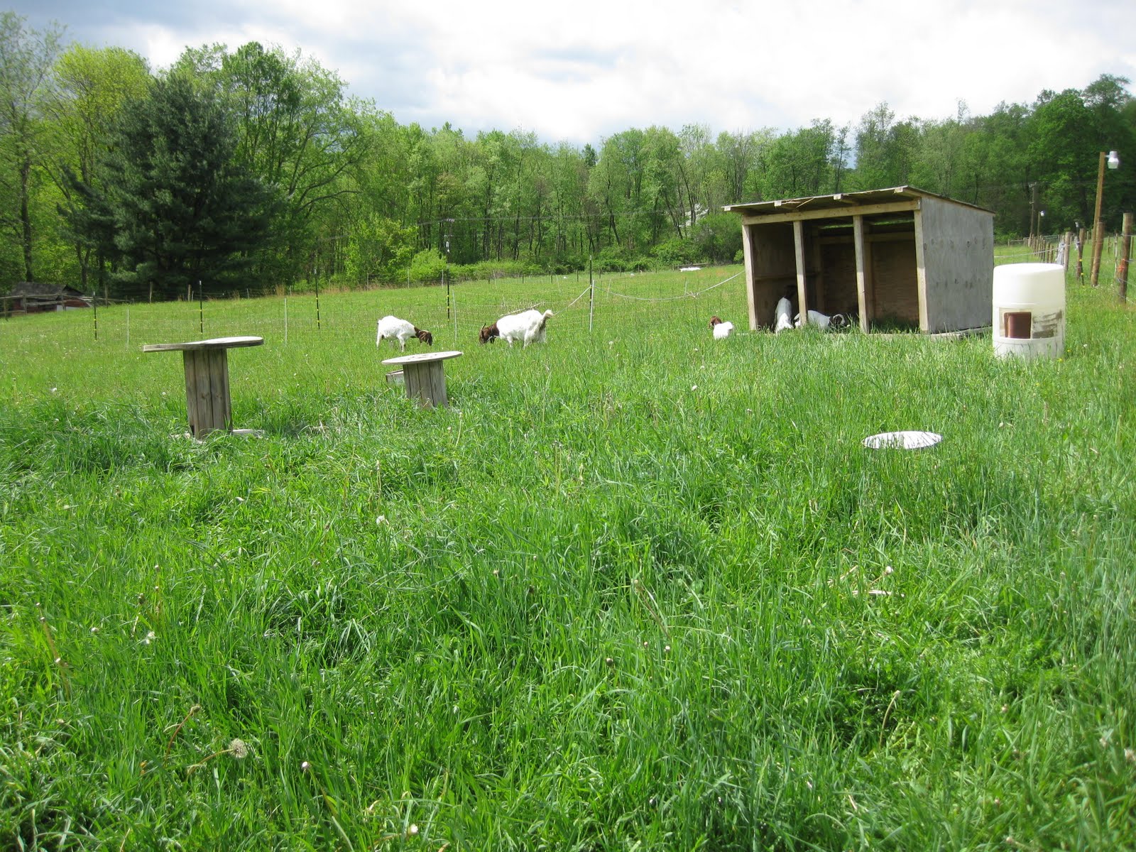 On The Pond Farm: Rotational Grazing