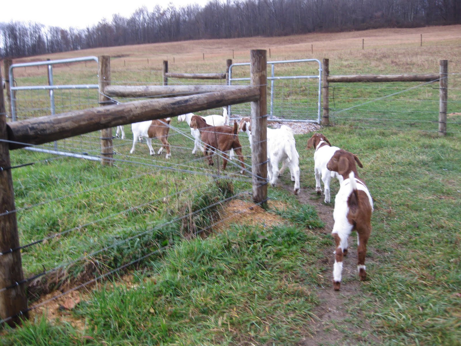 On The Pond Farm: Pasturing the Goats
