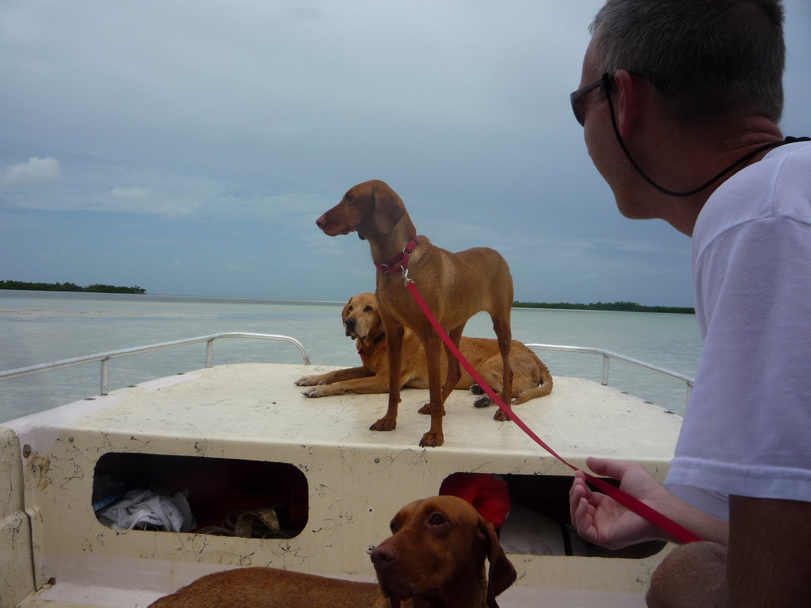 Zuzu and Tootie's Journey: First Boat Ride - Marvin Key