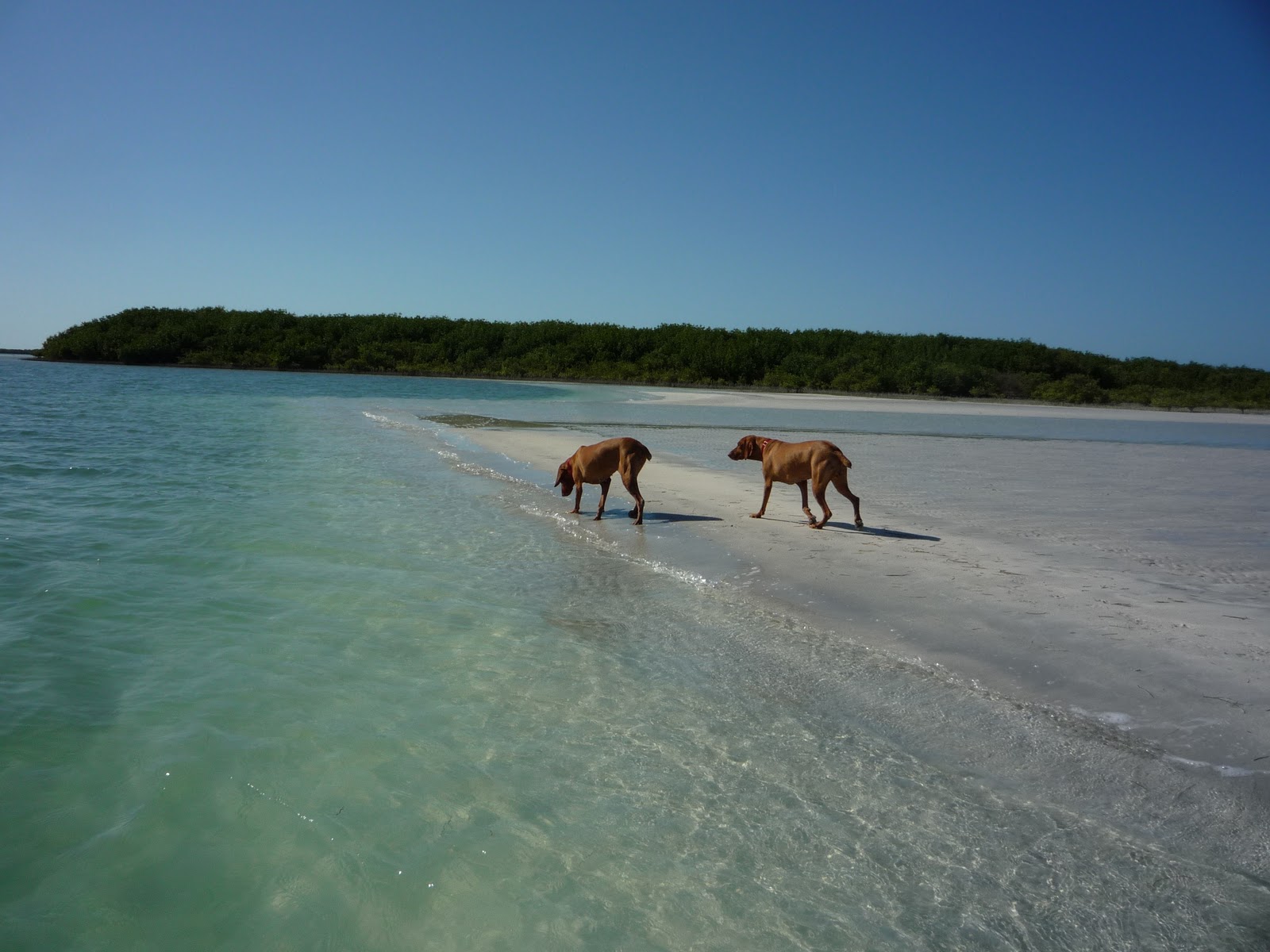 Zuzu and Tootie's Journey: Return to Marvin Key