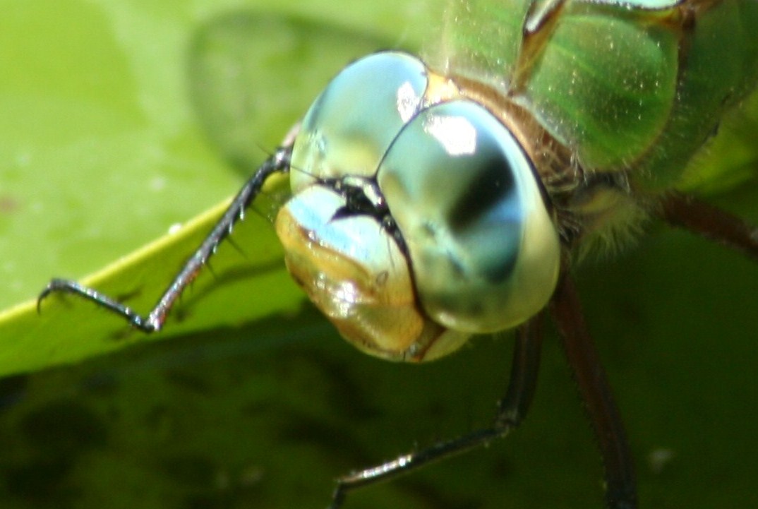 Notas de campo y jardín: Los ojos compuestos de los insectos