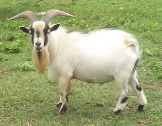 Goats for Sale: Buck--Pygmy