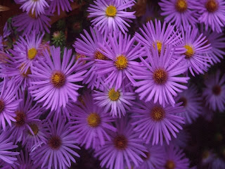 Plant Native: Native Aster: Drought Tolerant Fall Blooming Perennials