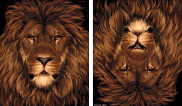 Crazy Planet Called Earth: An optical illusion of Cat & Mouse