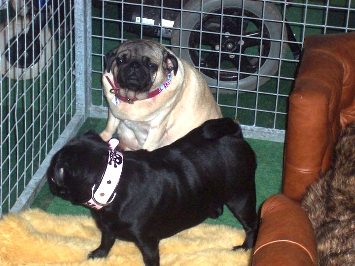 Pedigree Dogs Exposed - The Blog: Pugs at Discover Dogs