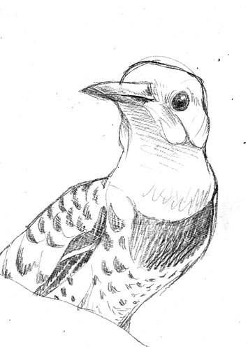 Plentiful as Blackberries: Steve Morrison Illustration: Northern ...