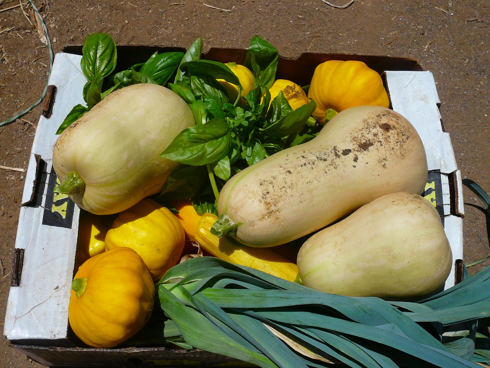 Kicking My Own: Rationalizing Rabbits, The Art of Cuteness, and A ...