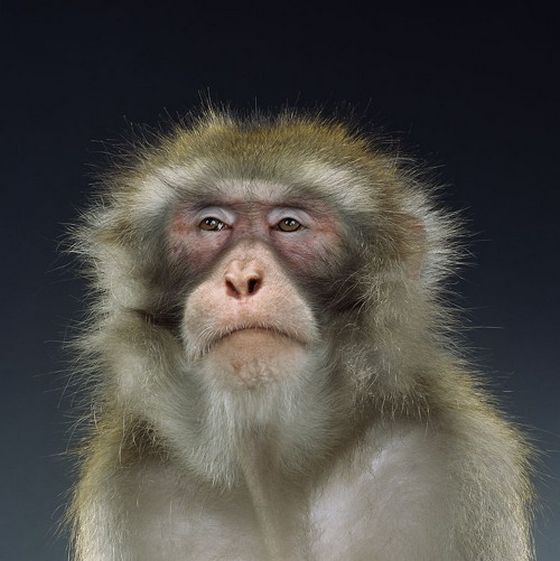 Wonderful World: Attractive & Gorgeous Monkey Models