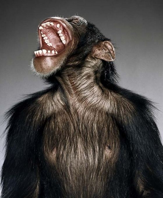 Wonderful World: Attractive & Gorgeous Monkey Models