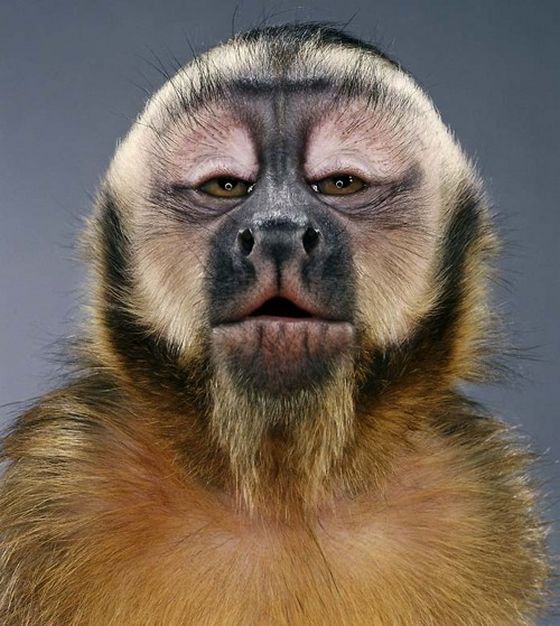 Wonderful World: Attractive & Gorgeous Monkey Models