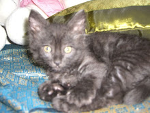 Love Nekos: O menor gato do mundo