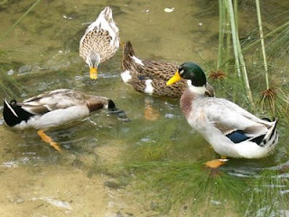 ڤرتانين ; اساس كهيدوڤن: Ternak itik kampung la pulak!