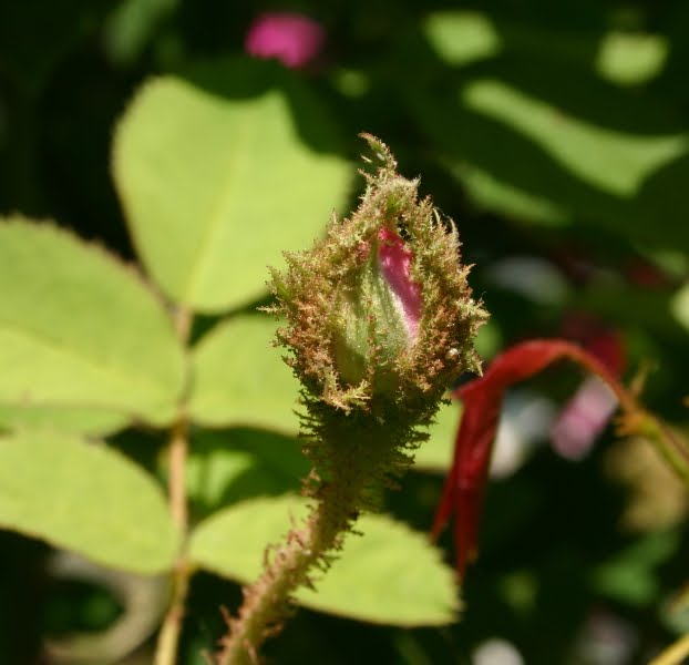 My Virtual Maryland Garden: The Moss Rose