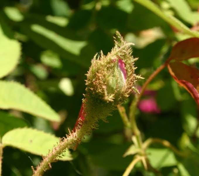 My Virtual Maryland Garden: The Moss Rose