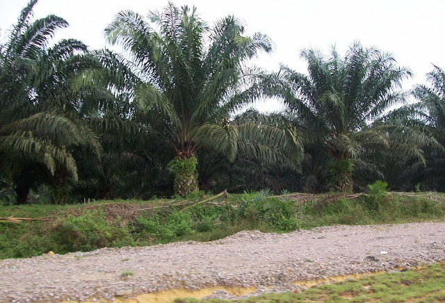 cikgu azhar: FELDA LADANG TERBESAR DUNIA? (THE FUTURE OF FELDA SETTLERS)