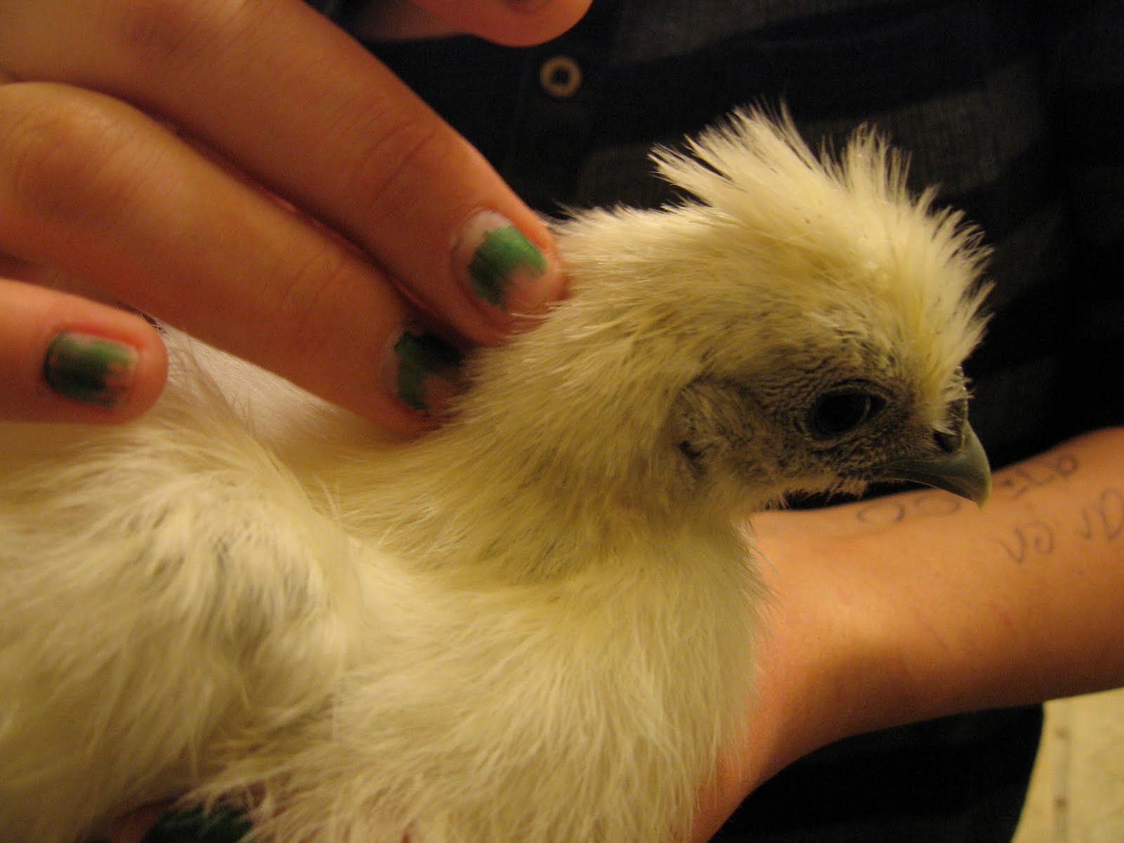 My Field of Dreams: Teenager Chickens