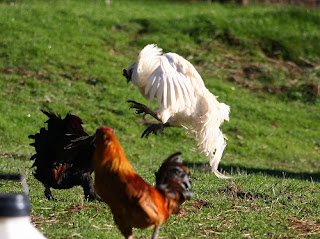 The Mina Show: The Anatomy of a Rooster Fight