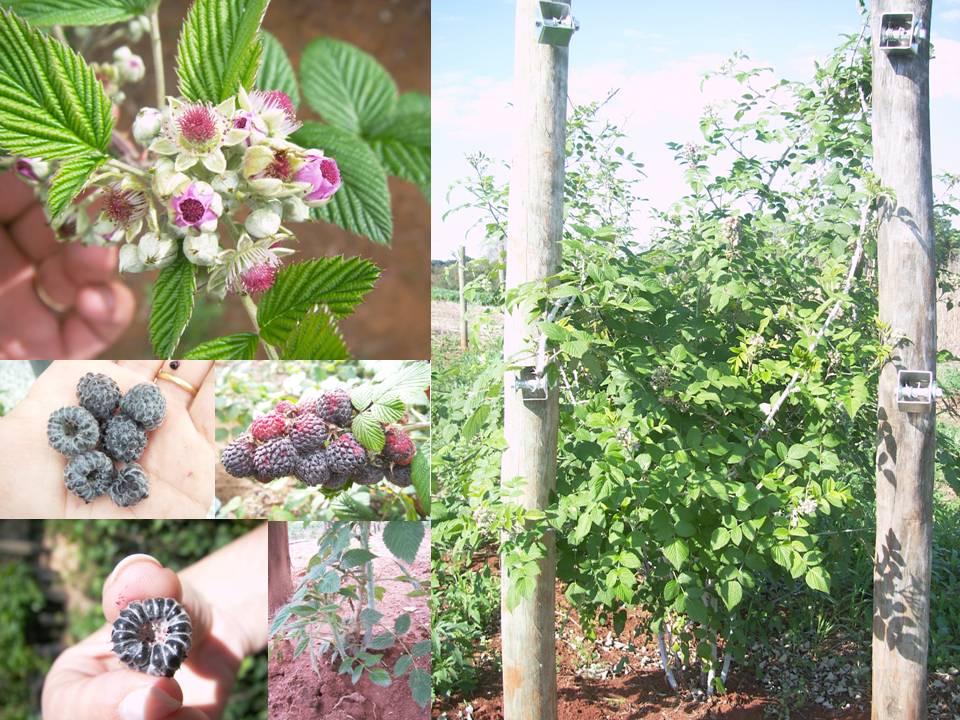 .: Rubus niveus - a framboesa negra