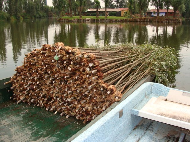 Reforestación Acelerada: Producción Masiva de Ahuejote.
