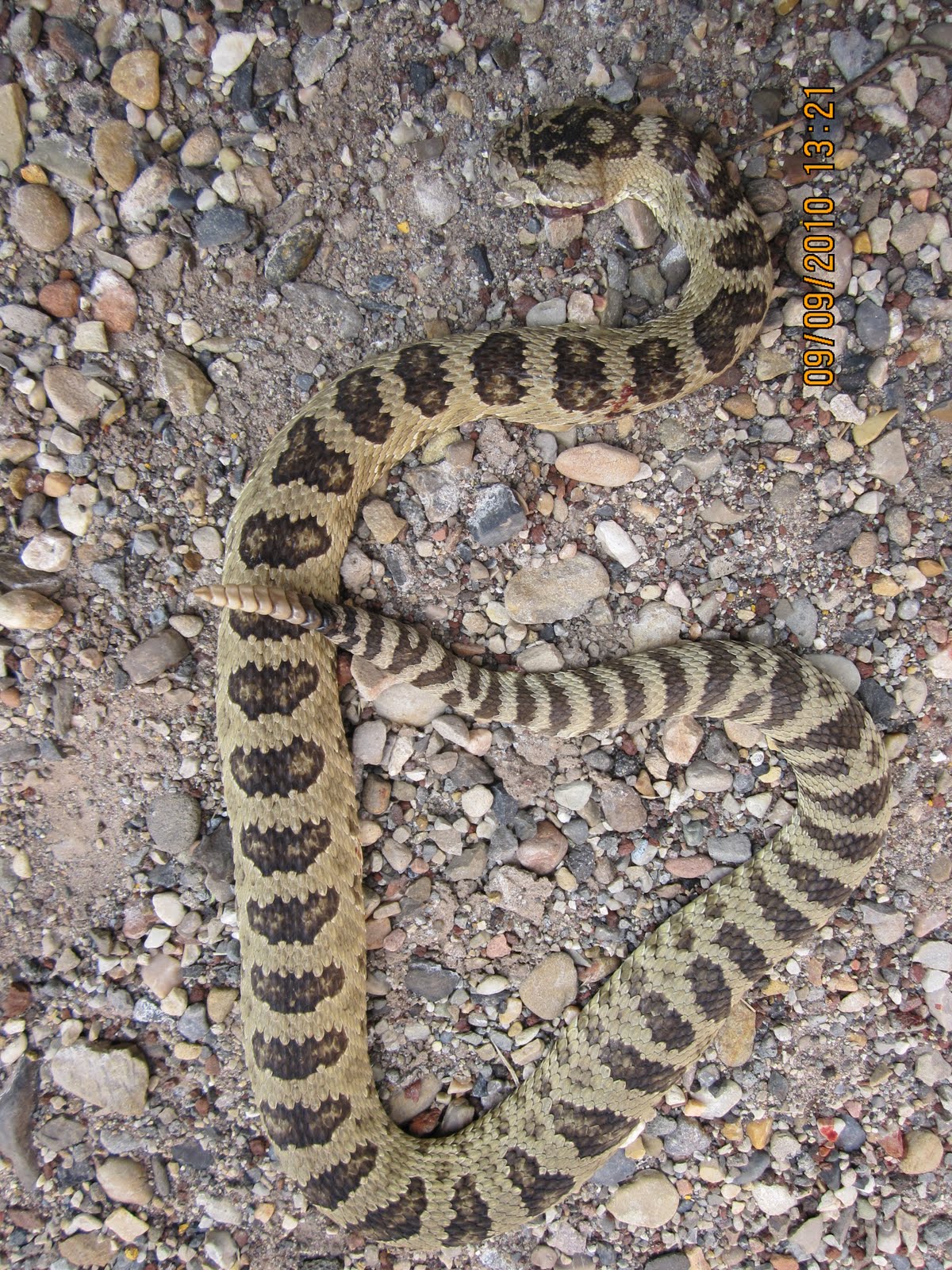 Herping with Luka: 14 hour Moab trip!