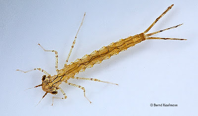 aquamax - das Weblog zur Website: Foto des Tages: Tach, Post! Oder ...