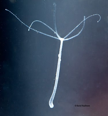 aquamax - das Weblog zur Website: Foto des Tages: Süßwasserpolyp, Hydra ...