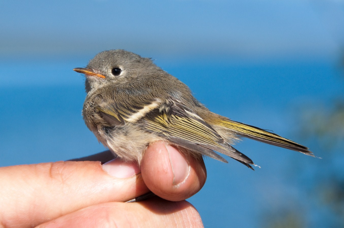 Yukon Bird Observatories: TLBO - July 27th