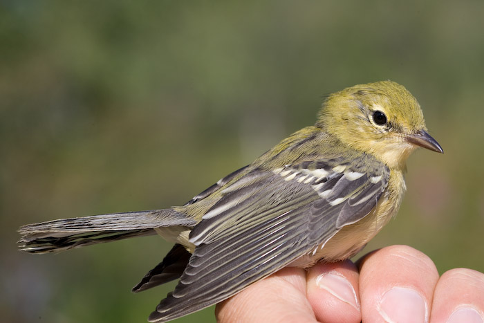 Yukon Bird Observatories: August 2010