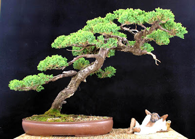 BONSAI BLOG of MIKE PAGE 木 石 男: Slant Style Juniper.