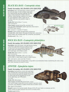 Crystal River Fishing Report: Florida Gulf Fish Identification Charts