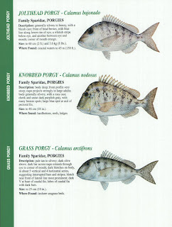 Crystal River Fishing Report: Florida Gulf Fish Identification Charts