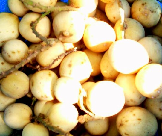 Fruits Stand: Lansones