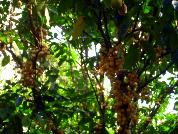 Fruits Stand: Lansones