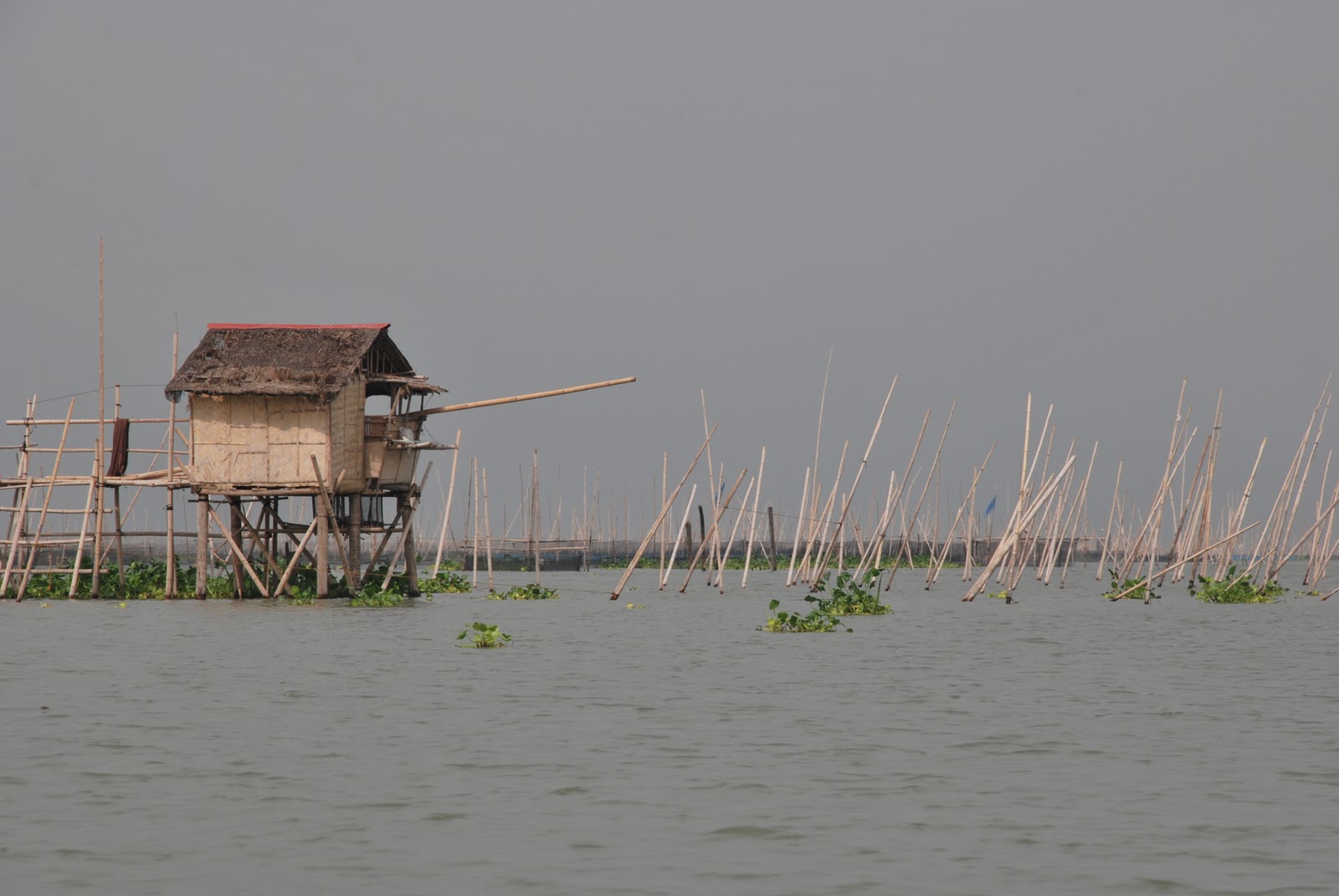 Talim Island: Palaisdaan in Talim Island