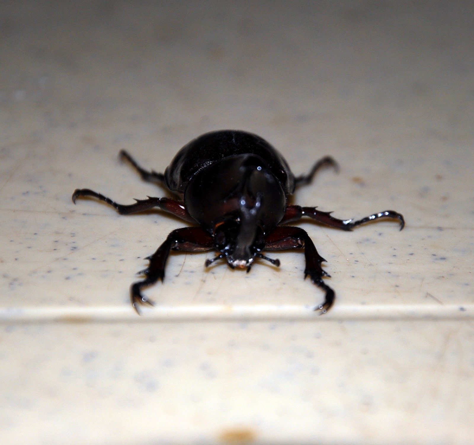 Animal Destination: Salagubang