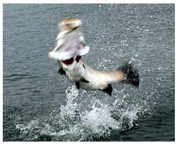 Barramundi Fishing tips aquarium fish | marine fish fish lover