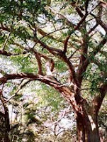 Pinoy Unlimited: Philippine National Symbols or Mga Pambansang Sagisag ...