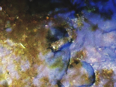 Little Swamp Creek: Caddisfly Larvae Sighting