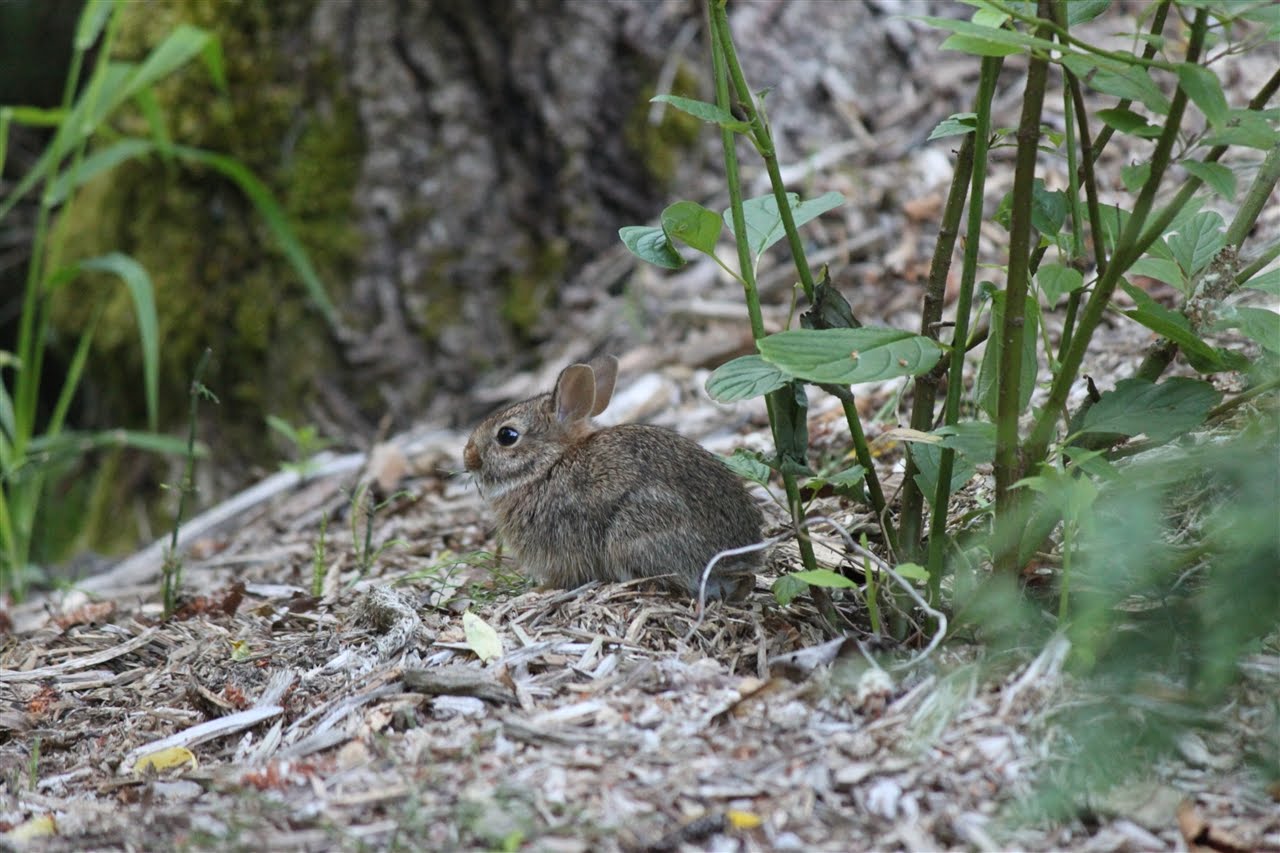 Little Swamp Creek: Little Swamp Creek Wildlife - Summer Recap