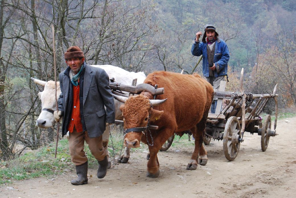 bancuri si divertisment: bancuri cu tarani