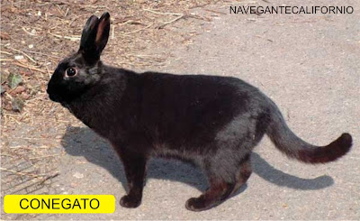 NAVEGANTECALIFORNIO: ANIMALES RAROS Y EXTRANOS, LA PAZ BAJA CALIFORNIA SUR