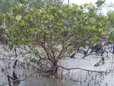 Mersing.my: Kerja lapangan PESADA 2009: Ekosistem payabakau