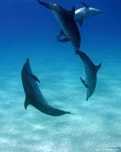 ¿Por qué hacen sonidos los delfines? : Buceoactual.com