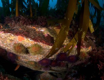 Reportajes: Bosques submarinos : Buceoactual.com