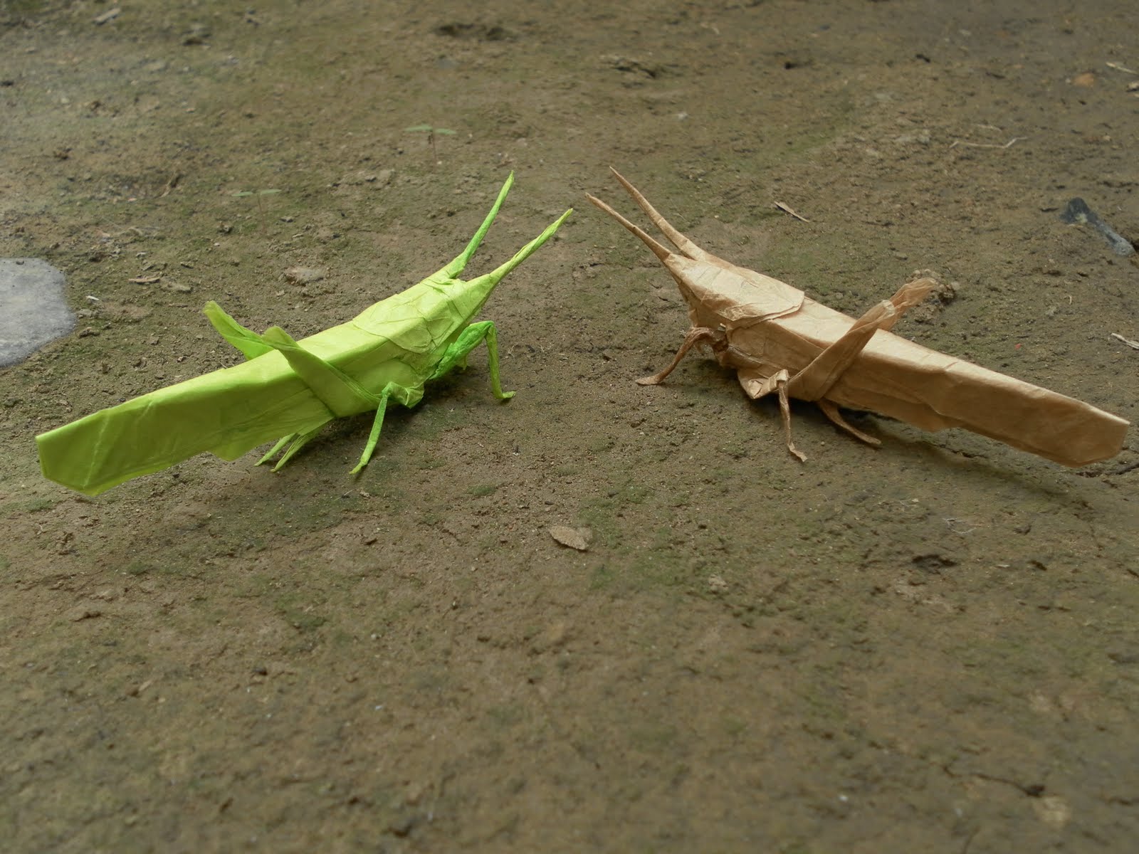 Mariano-Mi mundo el Origami: Perched Locust