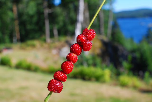 Nordic Nibbler: Norwegian Strawberries