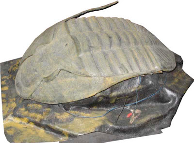 C A R L O S D I A S | T R I L O B I T E S: L O J A