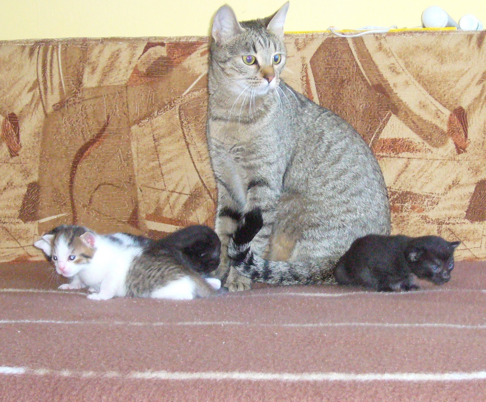SED PE COVOR ASA vous ne me voyez pas depuis la lune: Adoptie : 4 pui ...