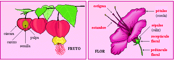 BIOLOGIA SECUNDARIA 12: Reproduccion Vegetal.