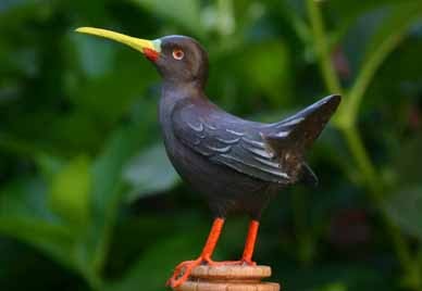 Las Aves que Viven en Chile: PIDÉN